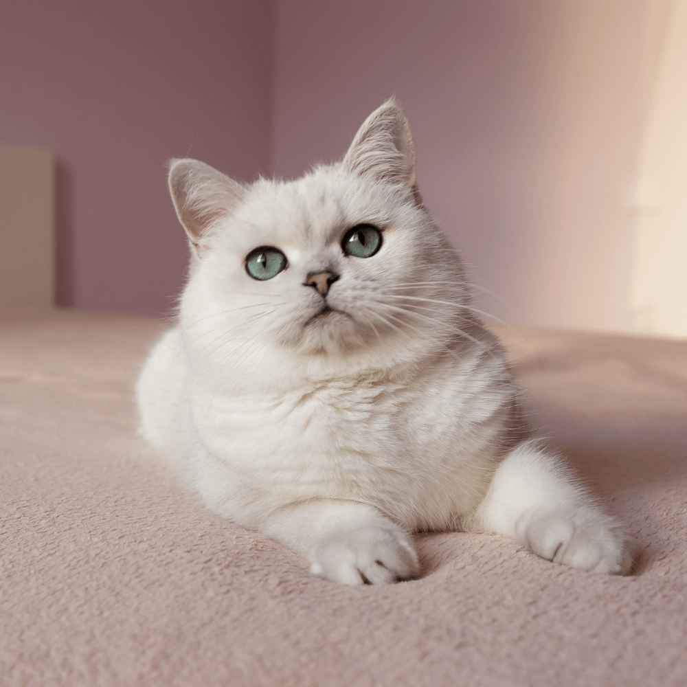 Surgery Drop-Off Form | Airport Animal Hospital